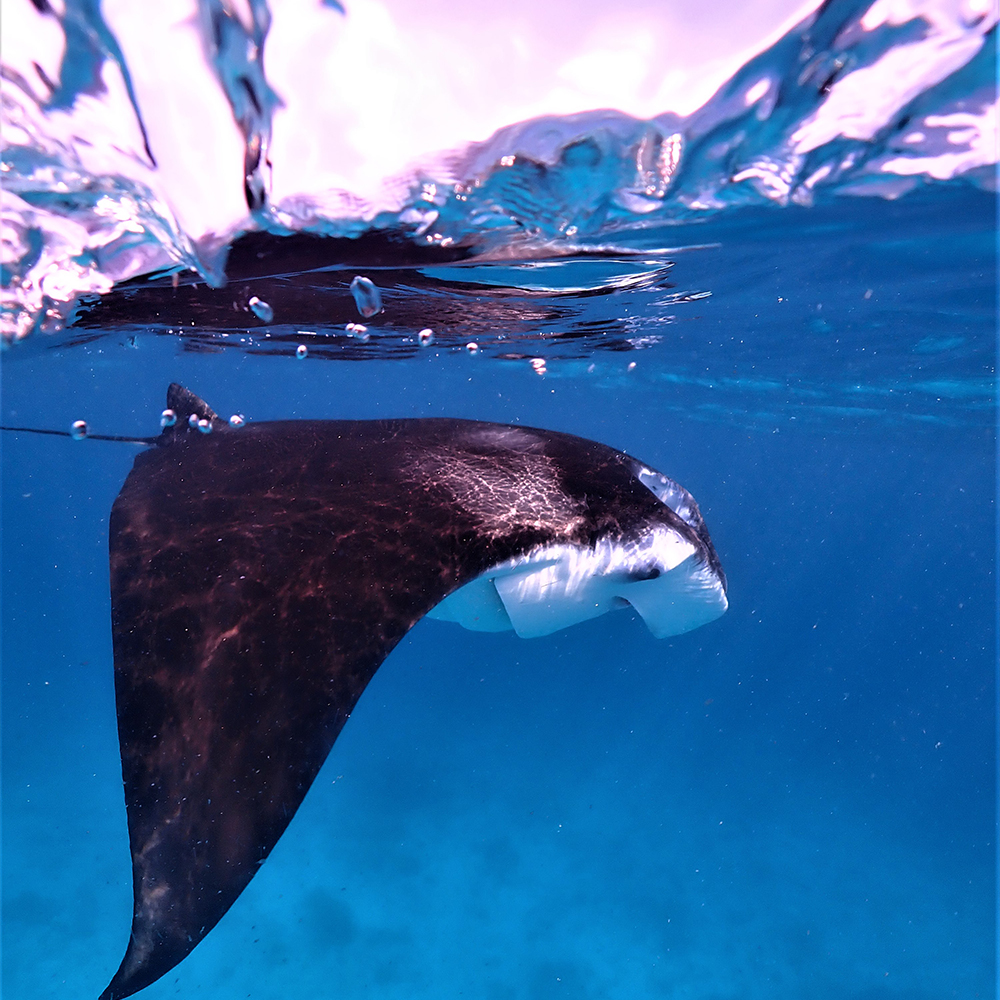 Top 10 Tips from Outrigger Maldives Maafushivaru Resort on Viewing ...